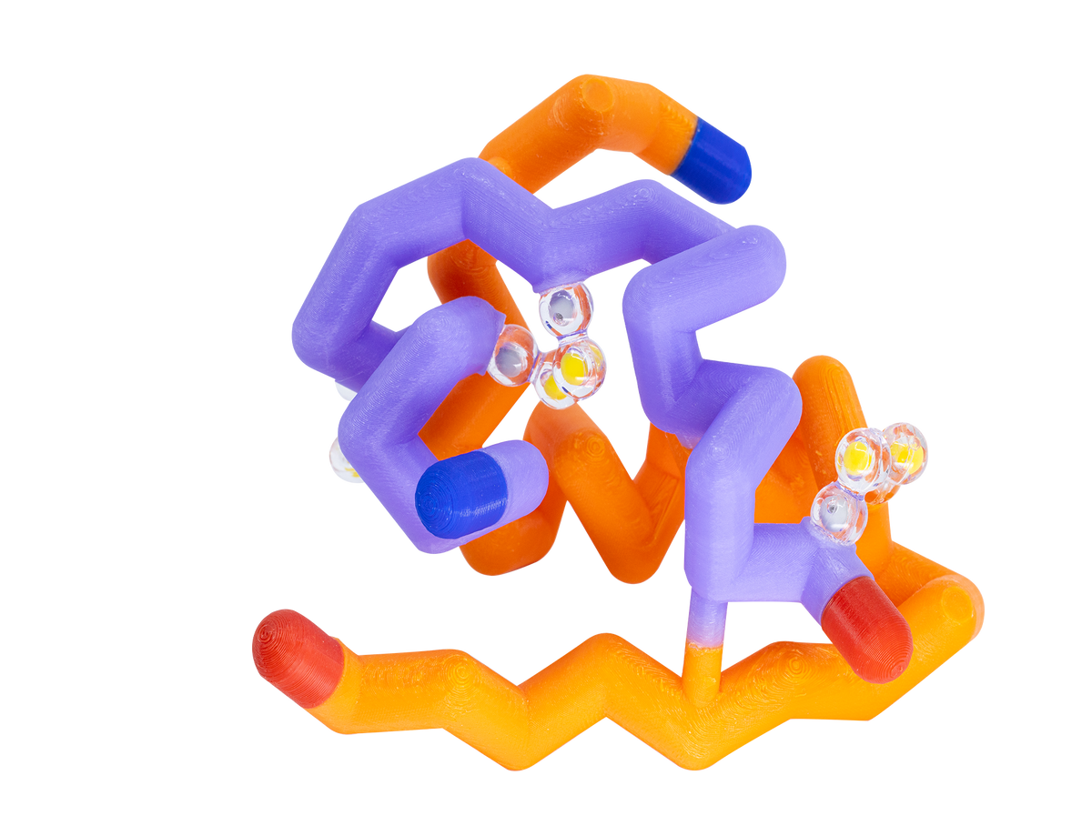 Insulin Model©