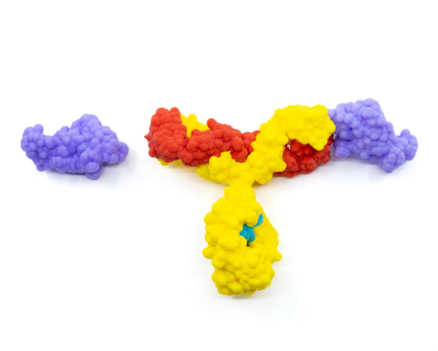 Antibody and Antigen Models©