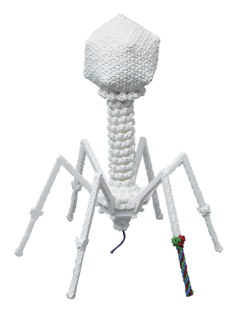 T4 Bacteriophage Mighty Model©