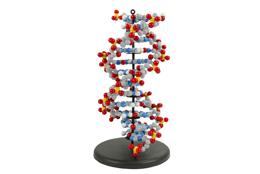 Dynamic DNA Kit©