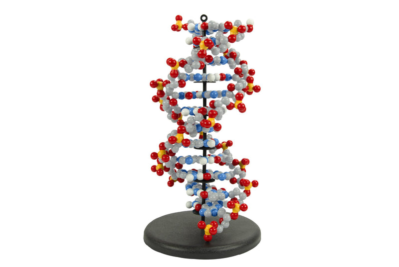 Dynamic DNA Kit©