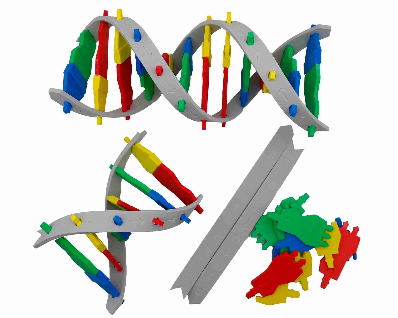 Double Helix Student Modeling Pack©