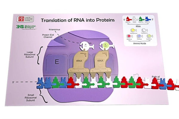 Flow of Genetic Information Kit©