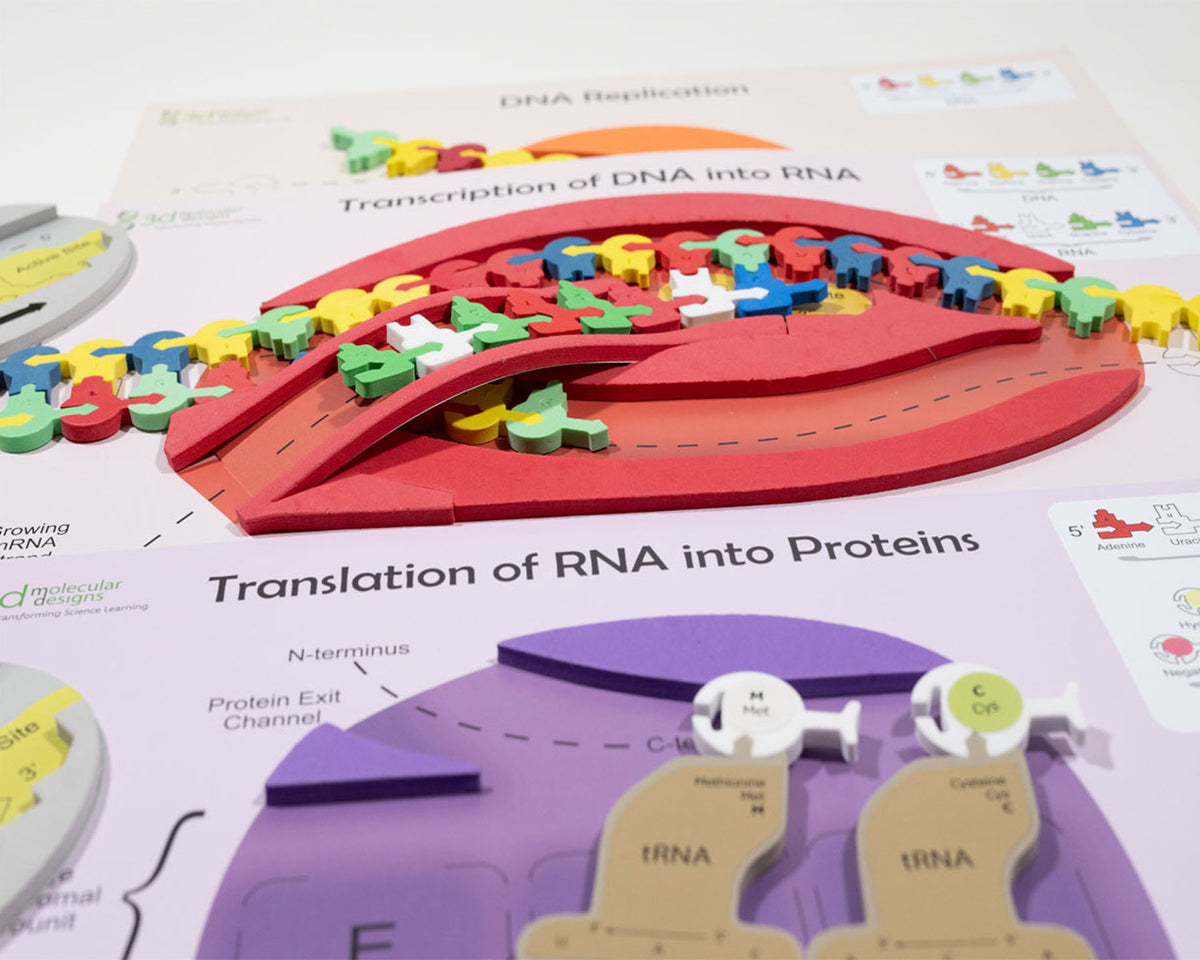 Flow of Genetic Information Kit©