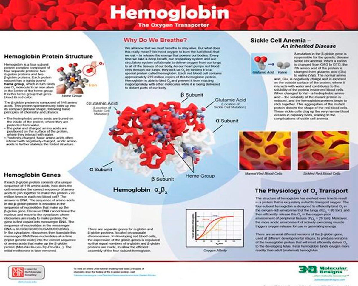 Hemoglobin Poster©