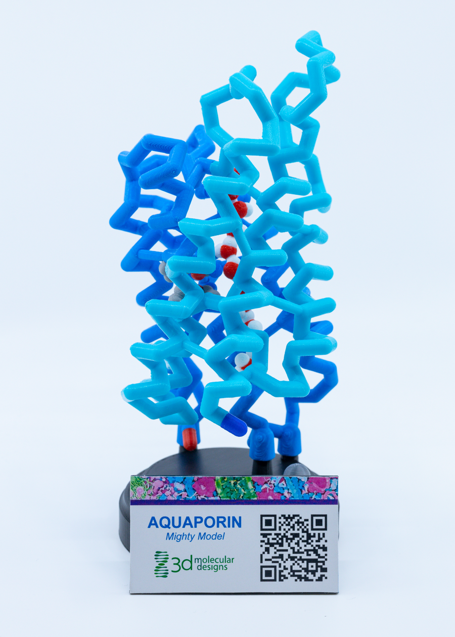 Mighty Model Channel Protein Collection©