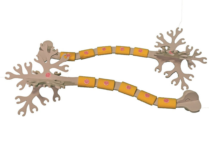 Neuron Modeling Kit©