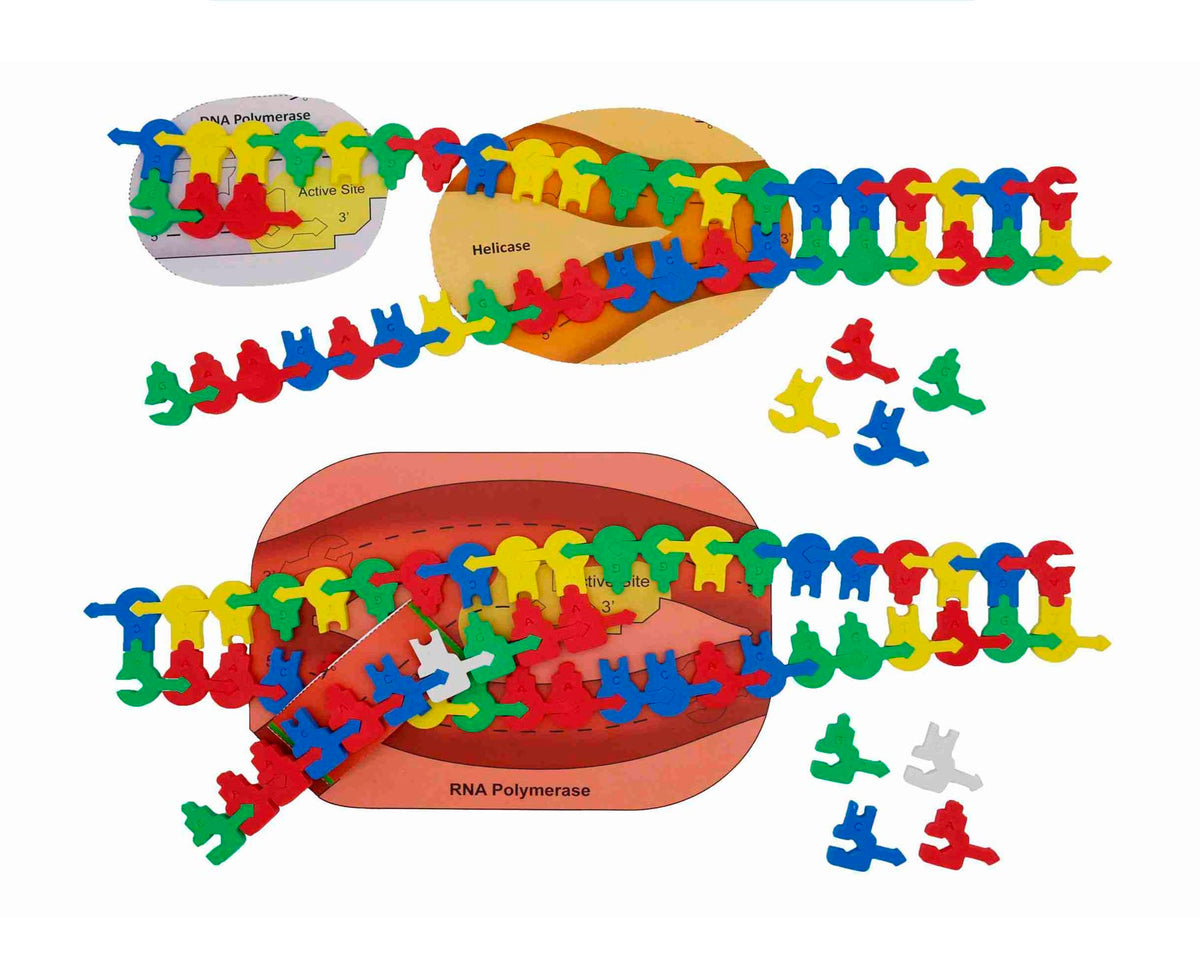Nucleotide Student Modeling Pack©