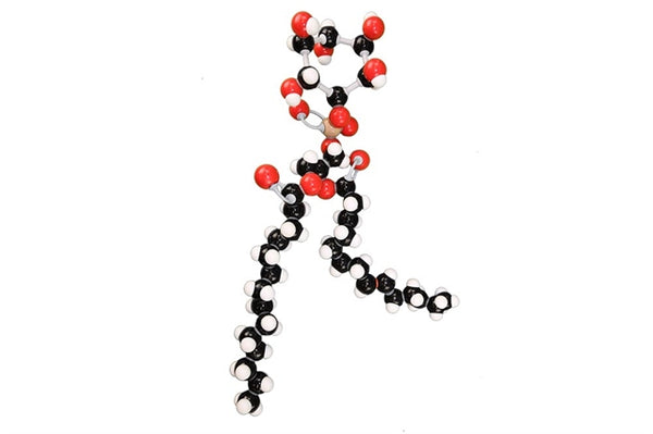 Phospholipid Modeling Set