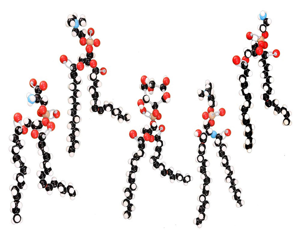 Phospholipid Modeling Set