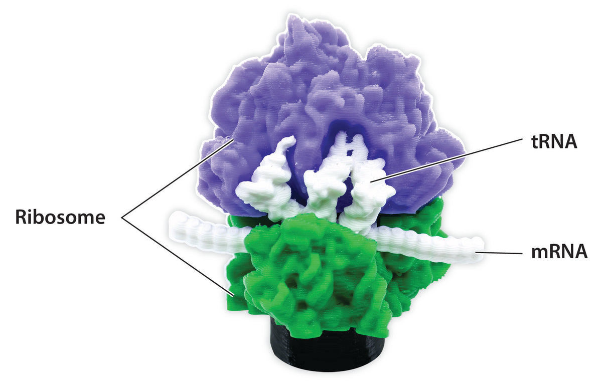 AR-Enhanced Ribosome Translation Micro-Model