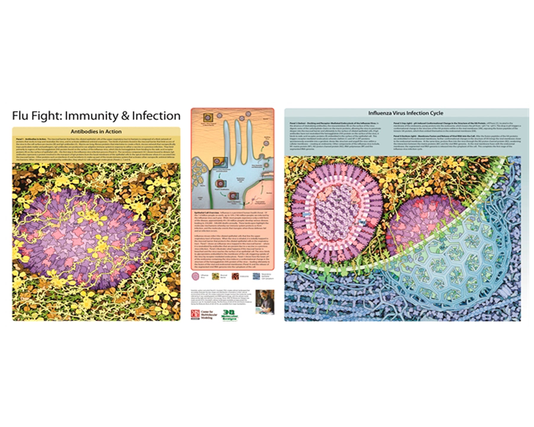 Flu Fight: Immunity & Infection©