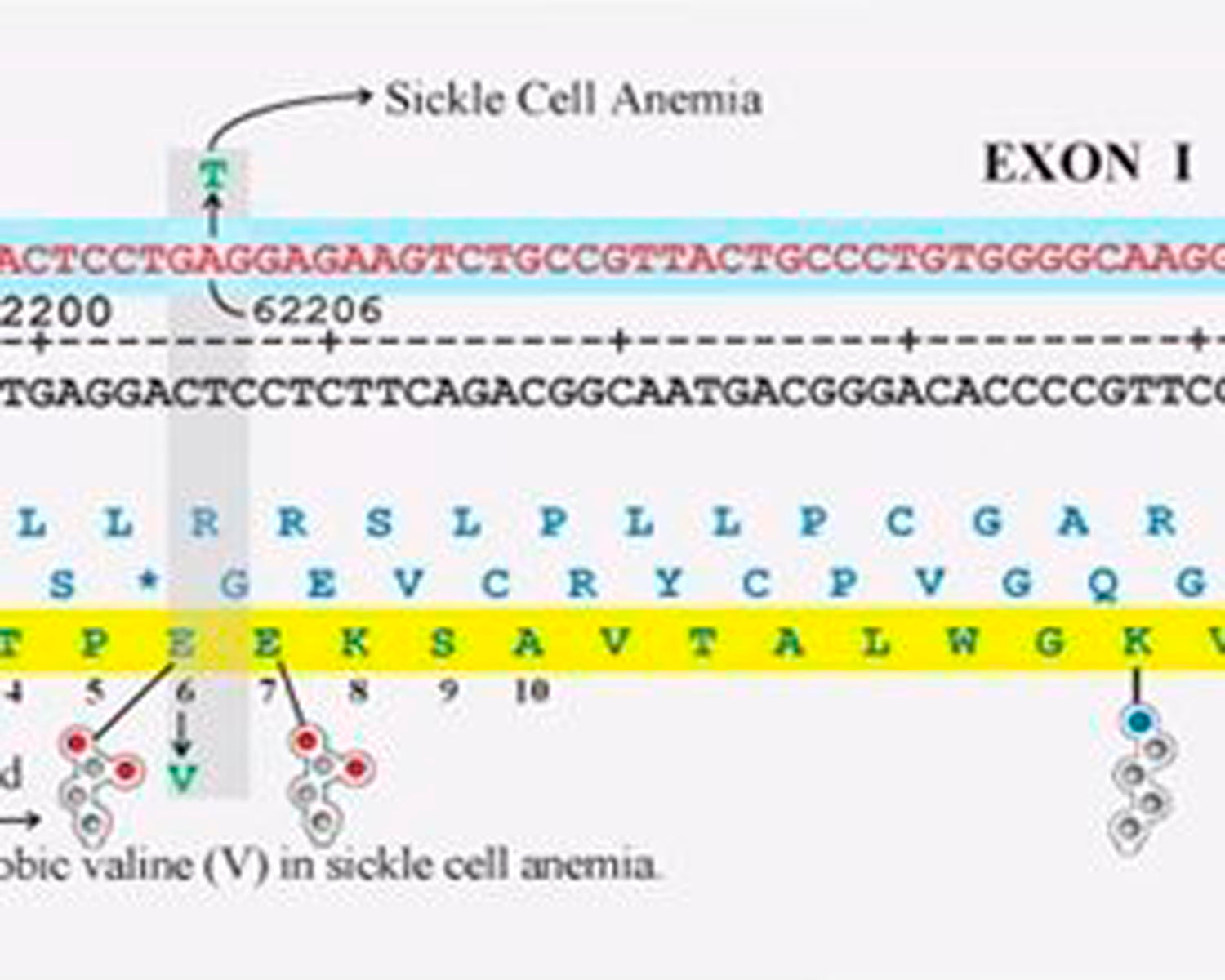 Map of the Human ß-Globin Gene©